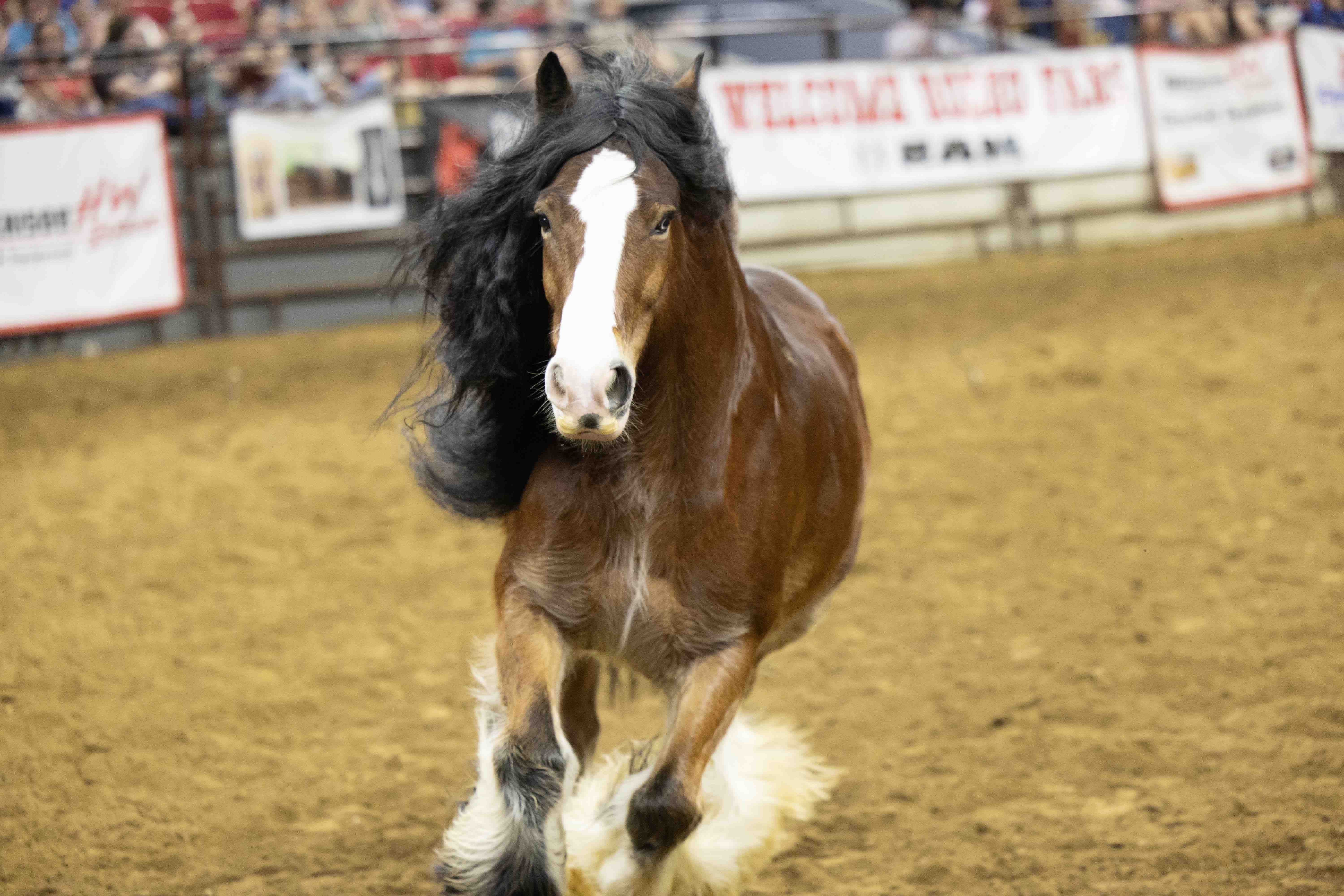 Visitor Information | Midwest Horse Fair