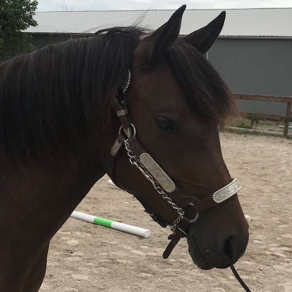 Grand March | Midwest Horse Fair
