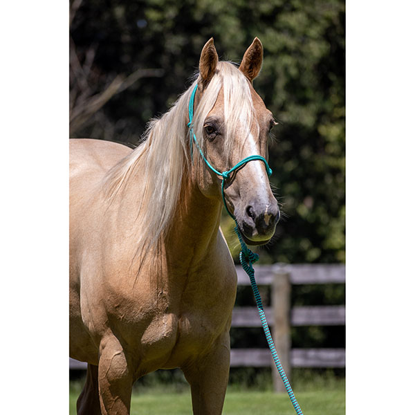 Celebrity Horses | Midwest Horse Fair