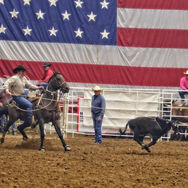 PRCA Rodeo | Midwest Horse Fair