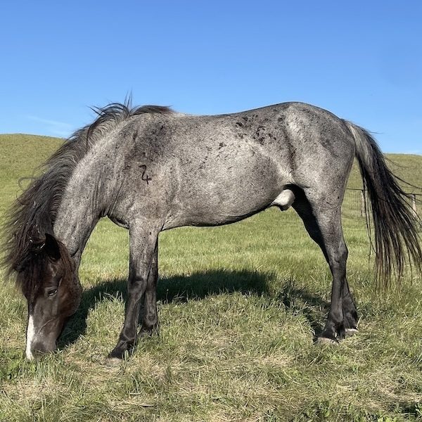 Grand March | Midwest Horse Fair